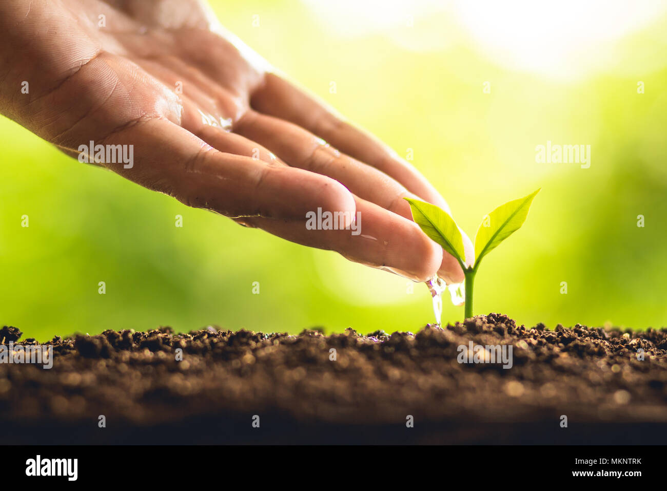 Tree Growth Three Steps In nature And beautiful morning lighting Stock ...
