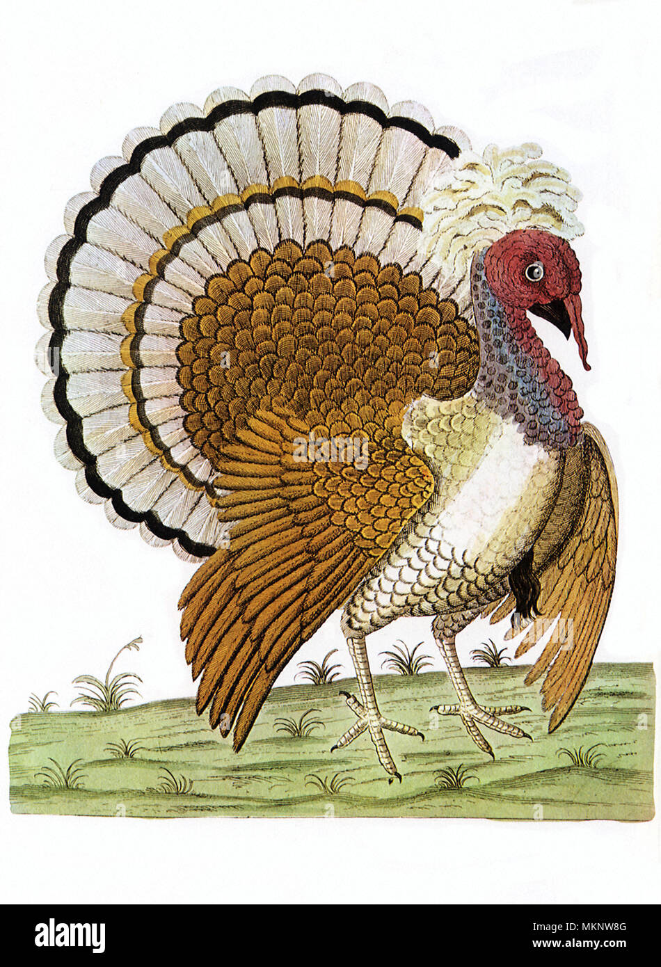 Common Turkey, Meleagris gallopavo Stock Photo - Alamy