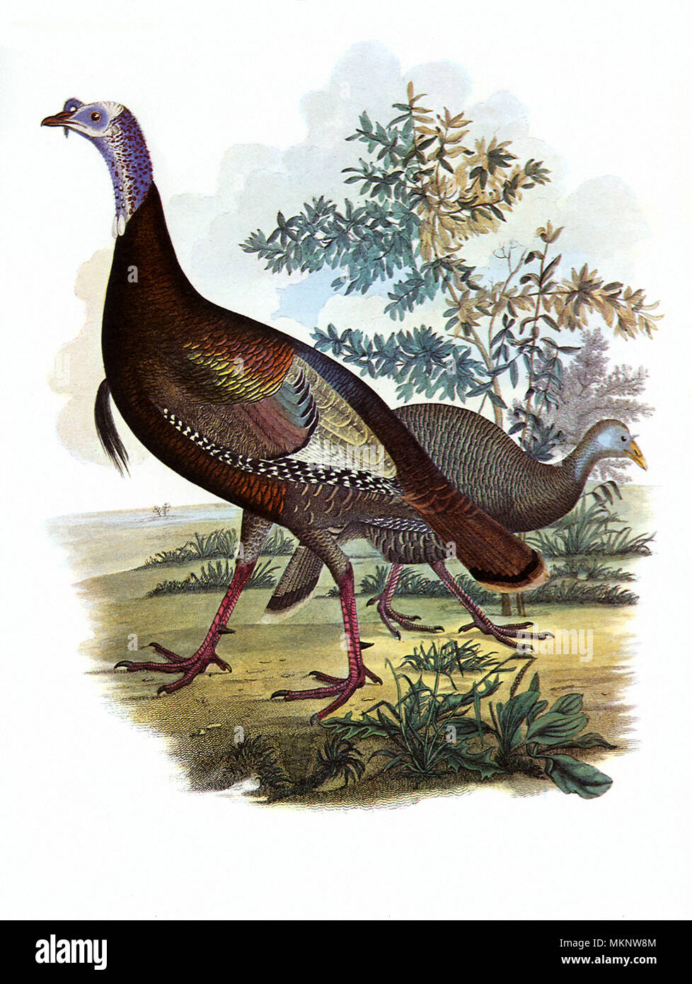 Common Turkey, Meleagris Gallopavo Stock Photo - Alamy