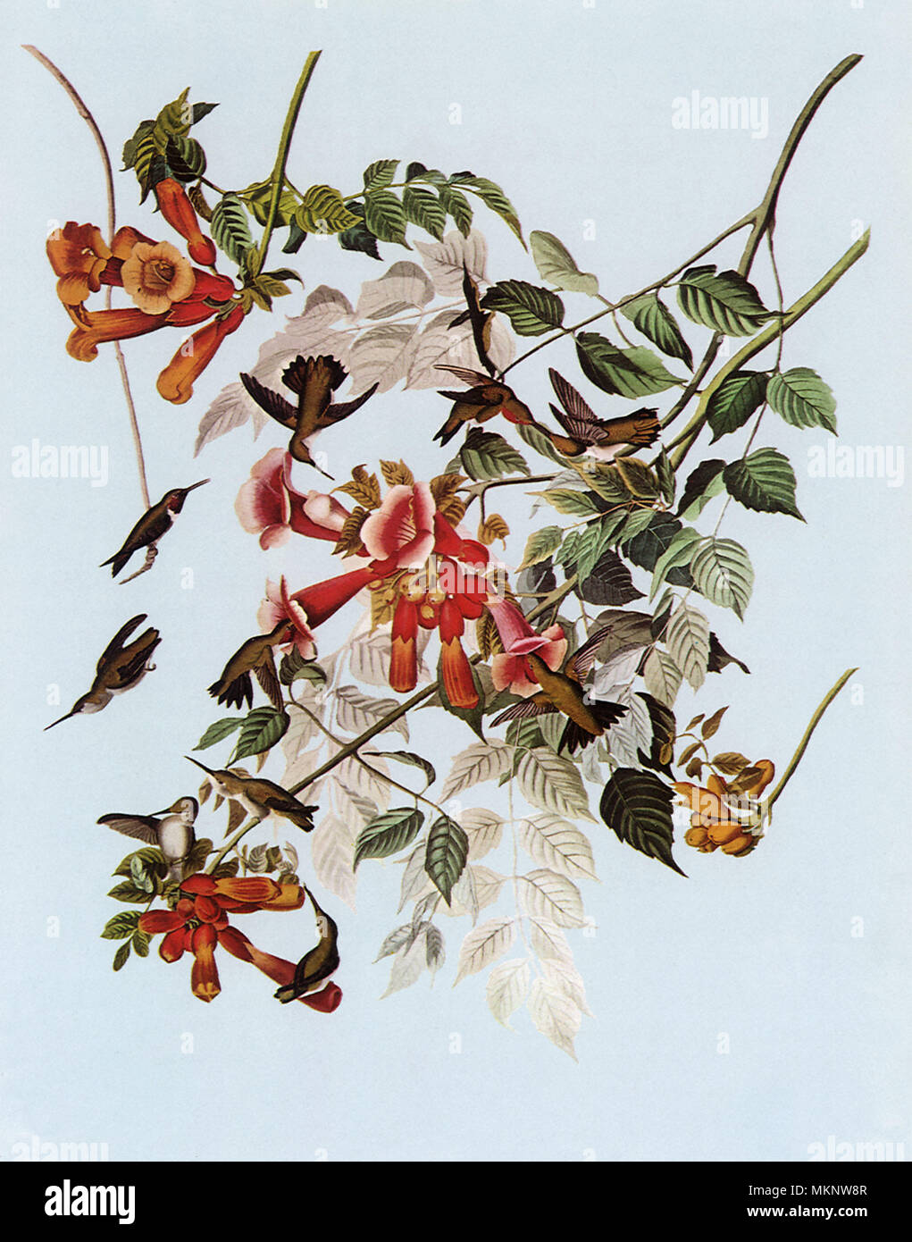 Archilochus hi-res stock photography and images - Alamy