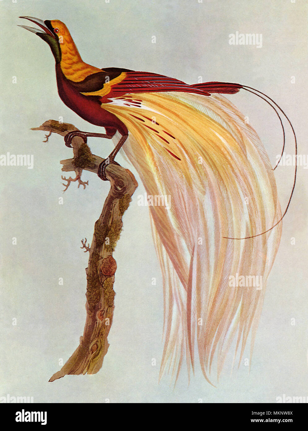 Greater Bird of Paradise, Paradisaea apoda Stock Photo - Alamy