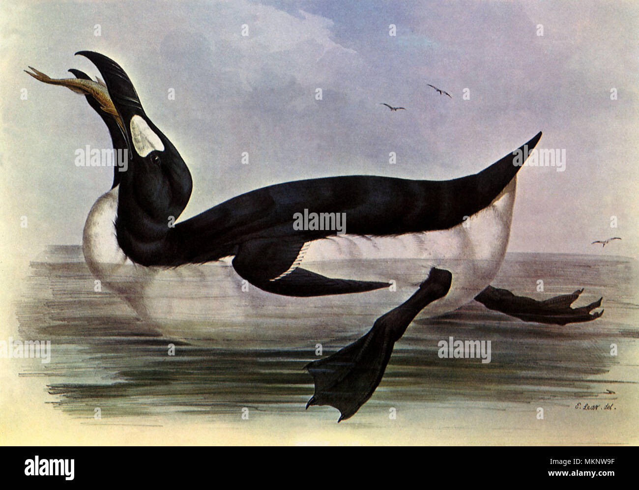 Great auk hi-res stock photography and images - Alamy