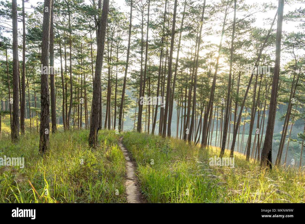 Dawn in the forest in Lam Dong The foxtail grass grows in the pine ...