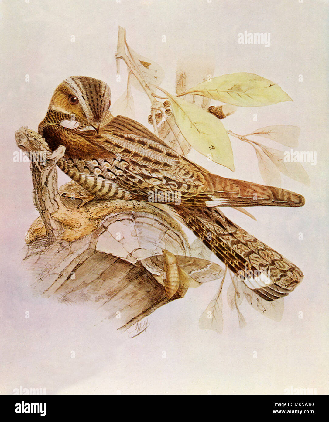 Jungle nightjar caprimulgus indicus hi-res stock photography and images ...