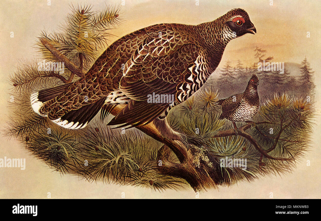 Siberian Spruce Grouse, Dendrophagus falcipennis Stock Photo - Alamy