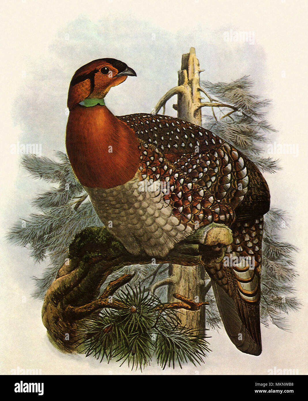 Blyths blyths hi-res stock photography and images - Alamy