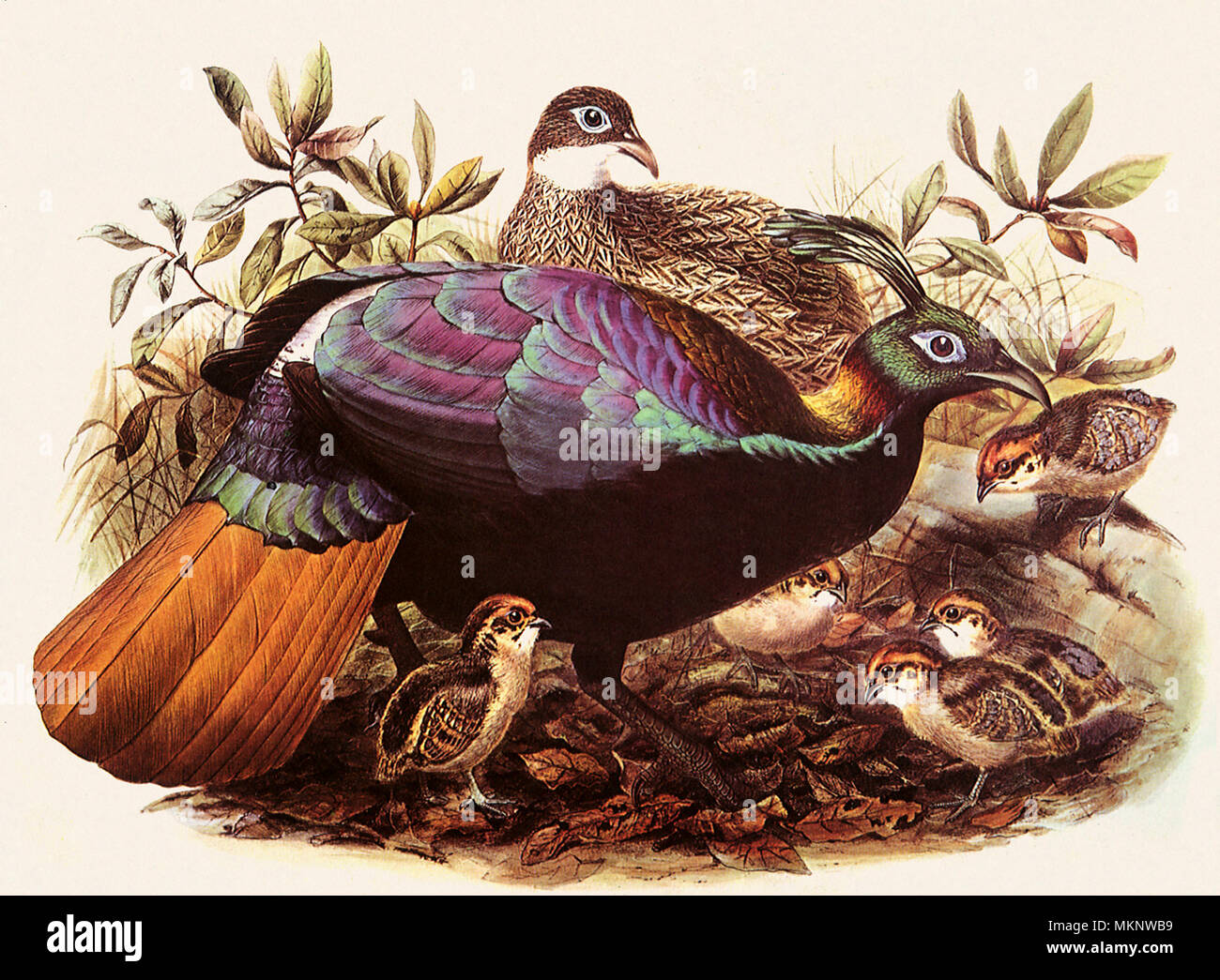 Monal bird hi-res stock photography and images - Alamy