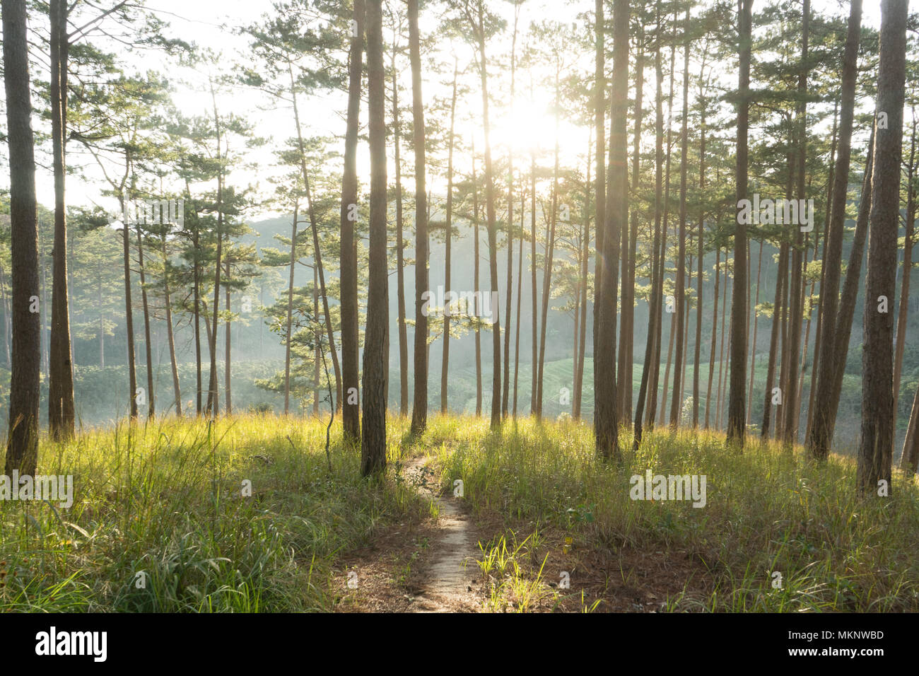 Dawn in the forest in Lam Dong The foxtail grass grows in the pine ...