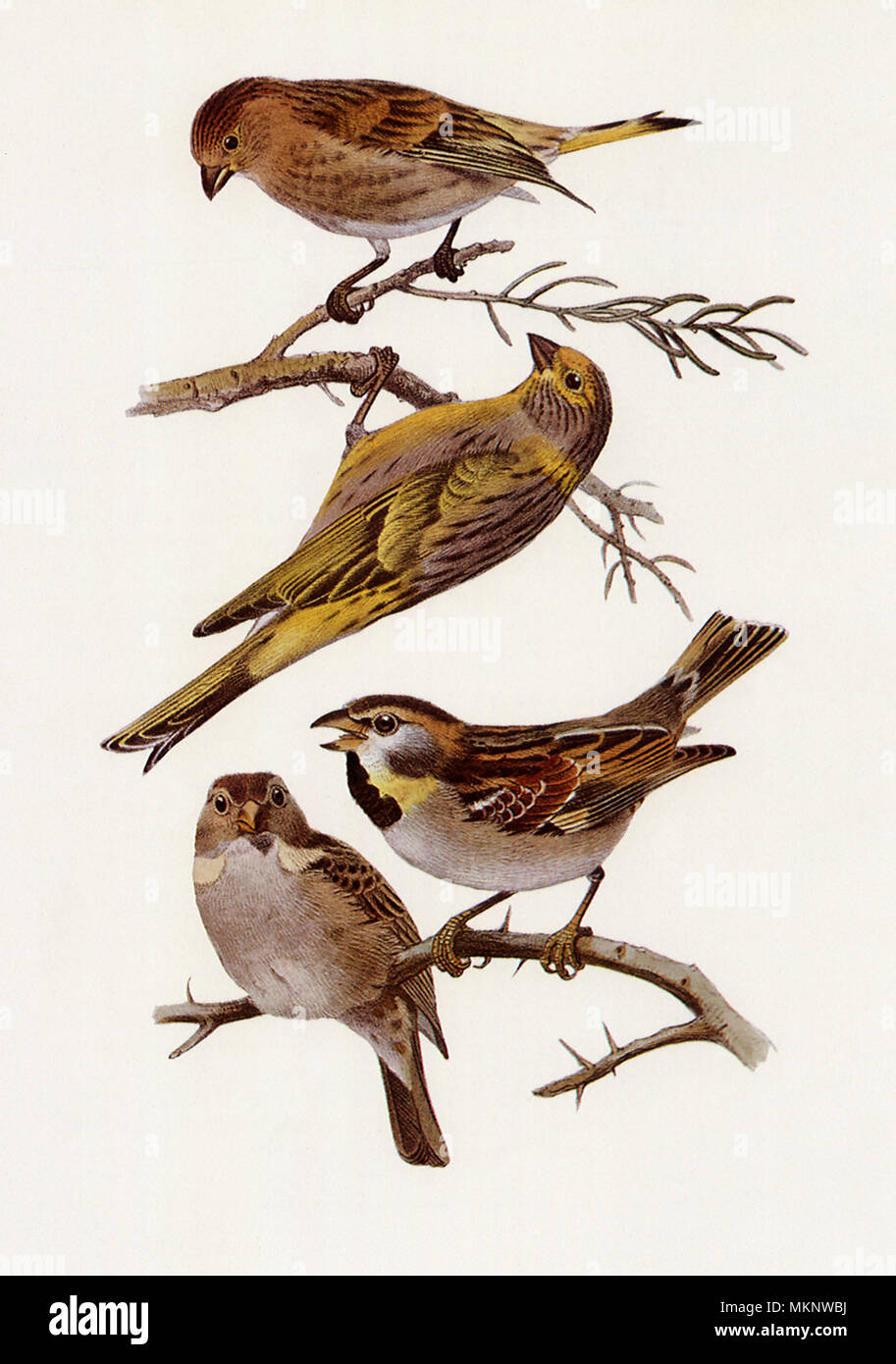 Dead sea sparrow hi-res stock photography and images - Alamy