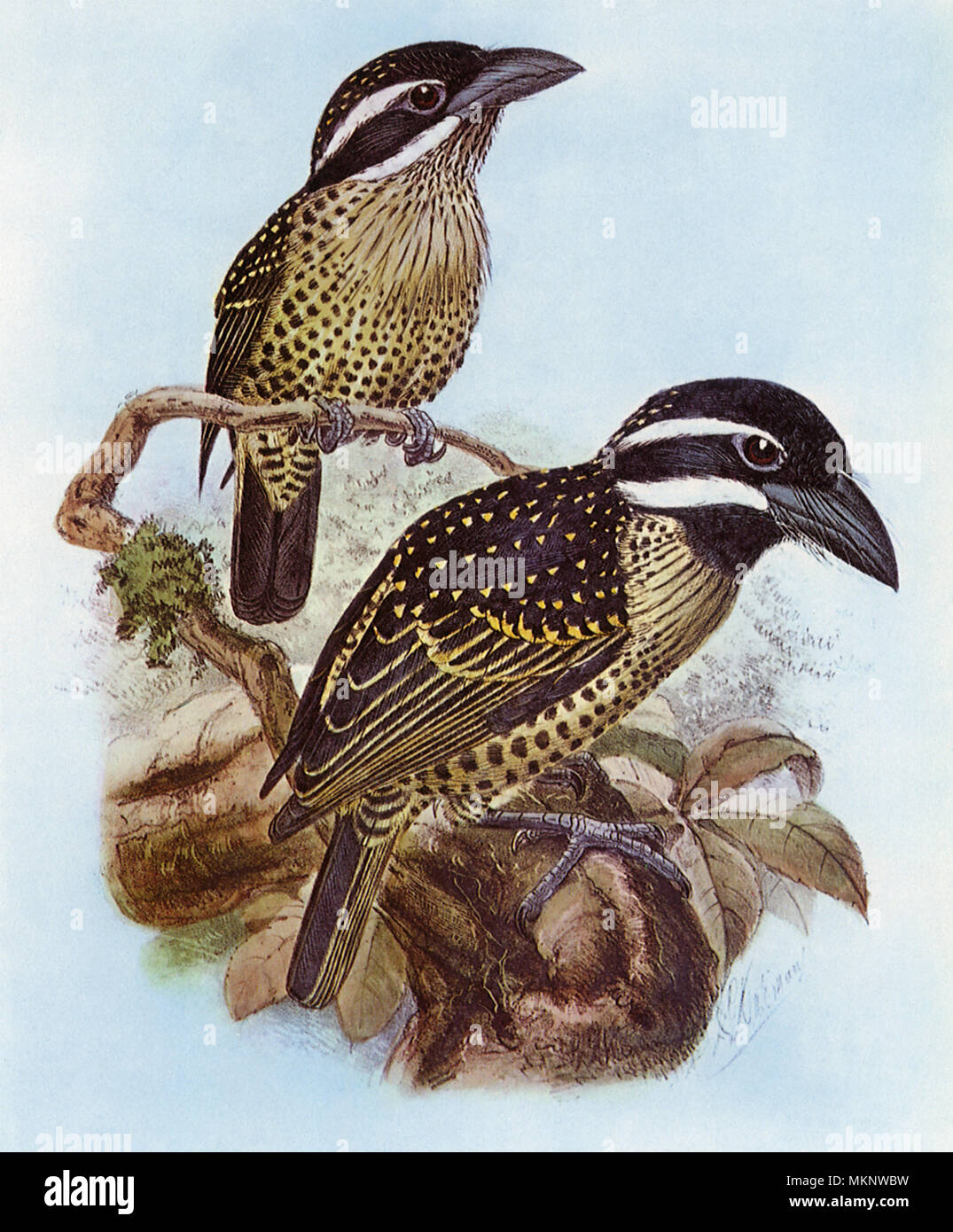 Hairy-breasted Barbet, Lybius hirsutus Stock Photo - Alamy