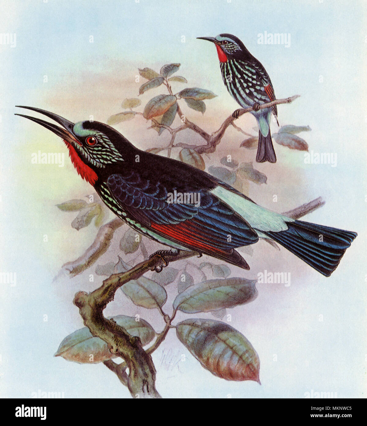 Black Bee-eater, Merops gularis Stock Photo - Alamy