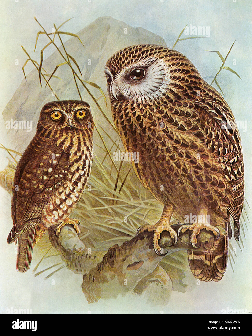 Laughing owl hi-res stock photography and images - Alamy