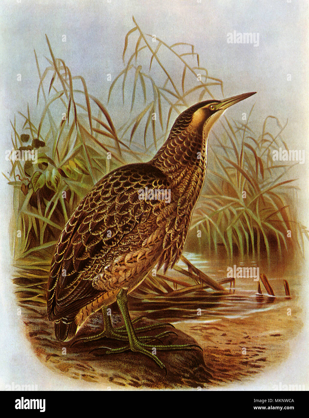 Australian bittern hi-res stock photography and images - Alamy