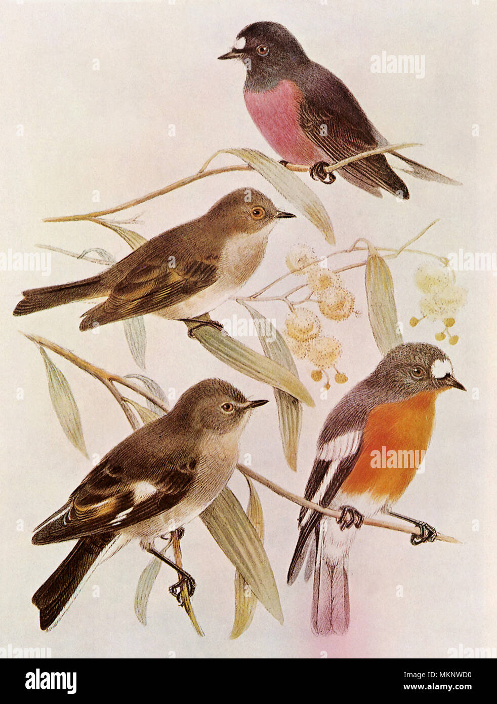 Pink robin bird hi-res stock photography and images - Alamy