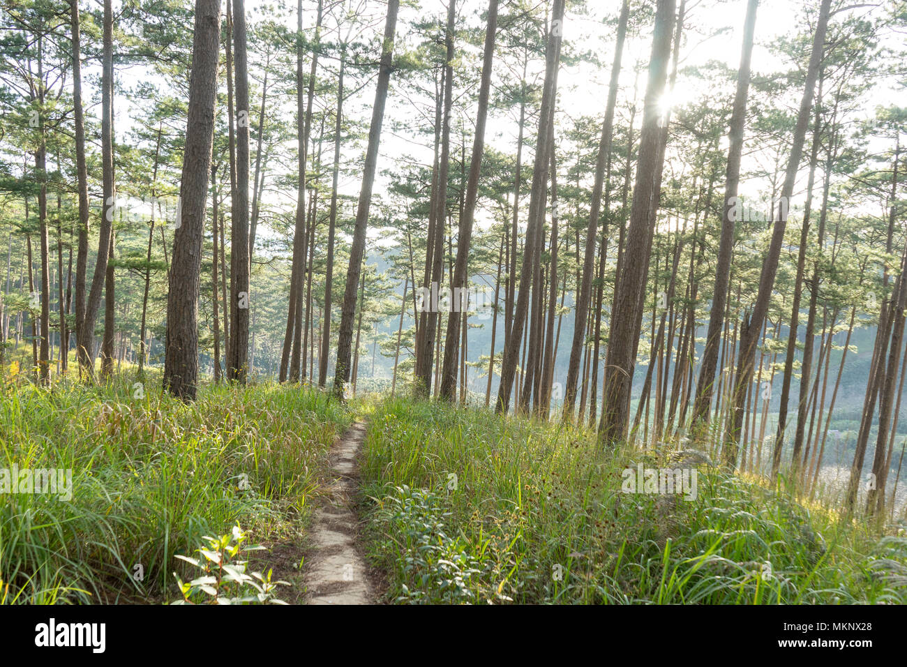 Dawn in the forest in Lam Dong The foxtail grass grows in the pine ...