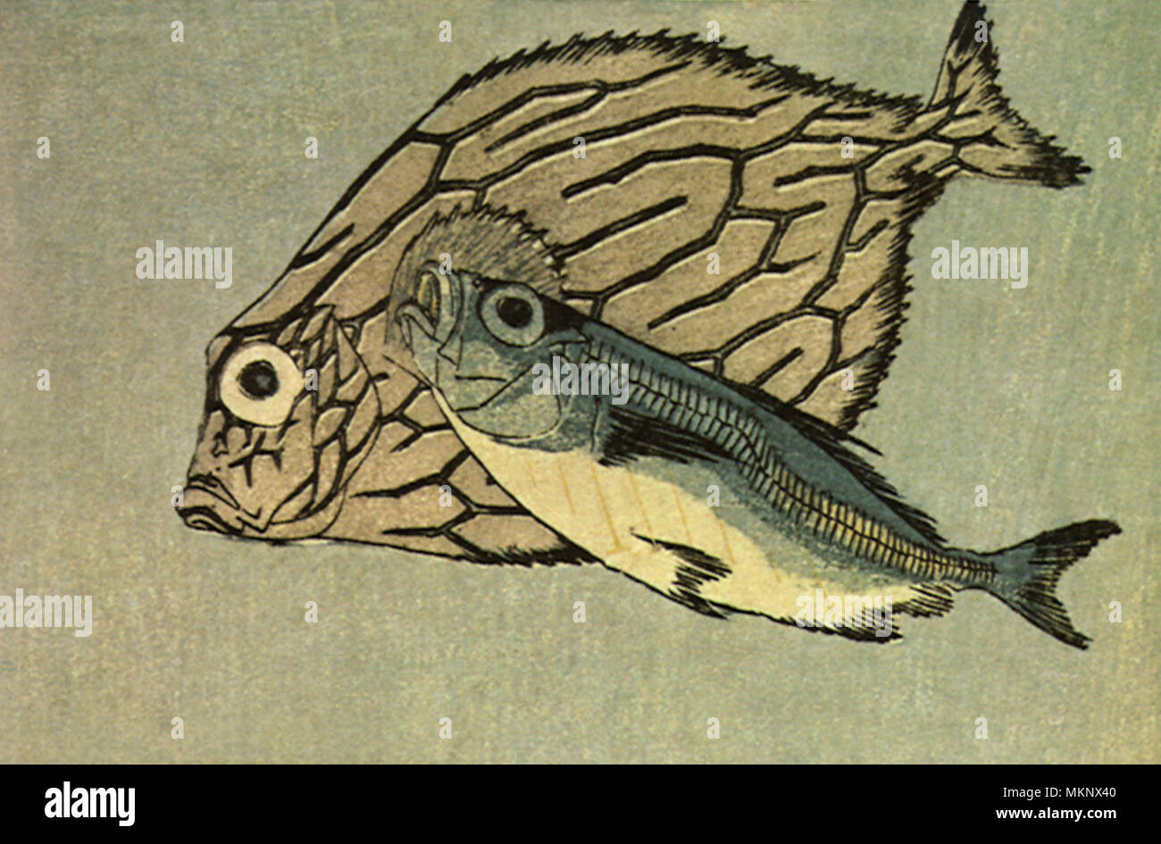 Sea Bream and Saurel Stock Photo - Alamy
