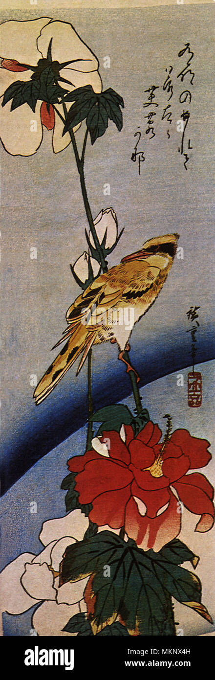 Rose Mallow and Bird Stock Photo - Alamy