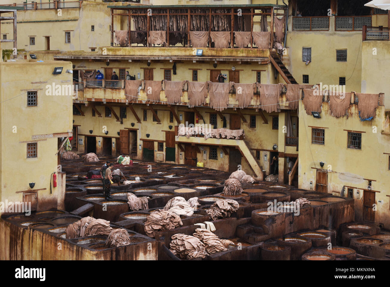 Drying the cow's skins on the yellow walls of the tannery and vats for ...