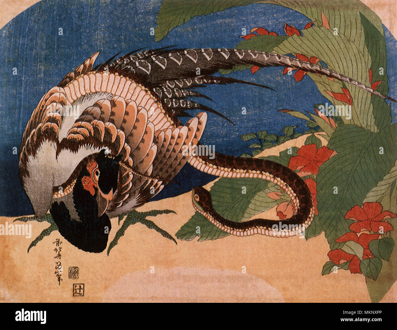 Pheasant and Snake Stock Photo - Alamy