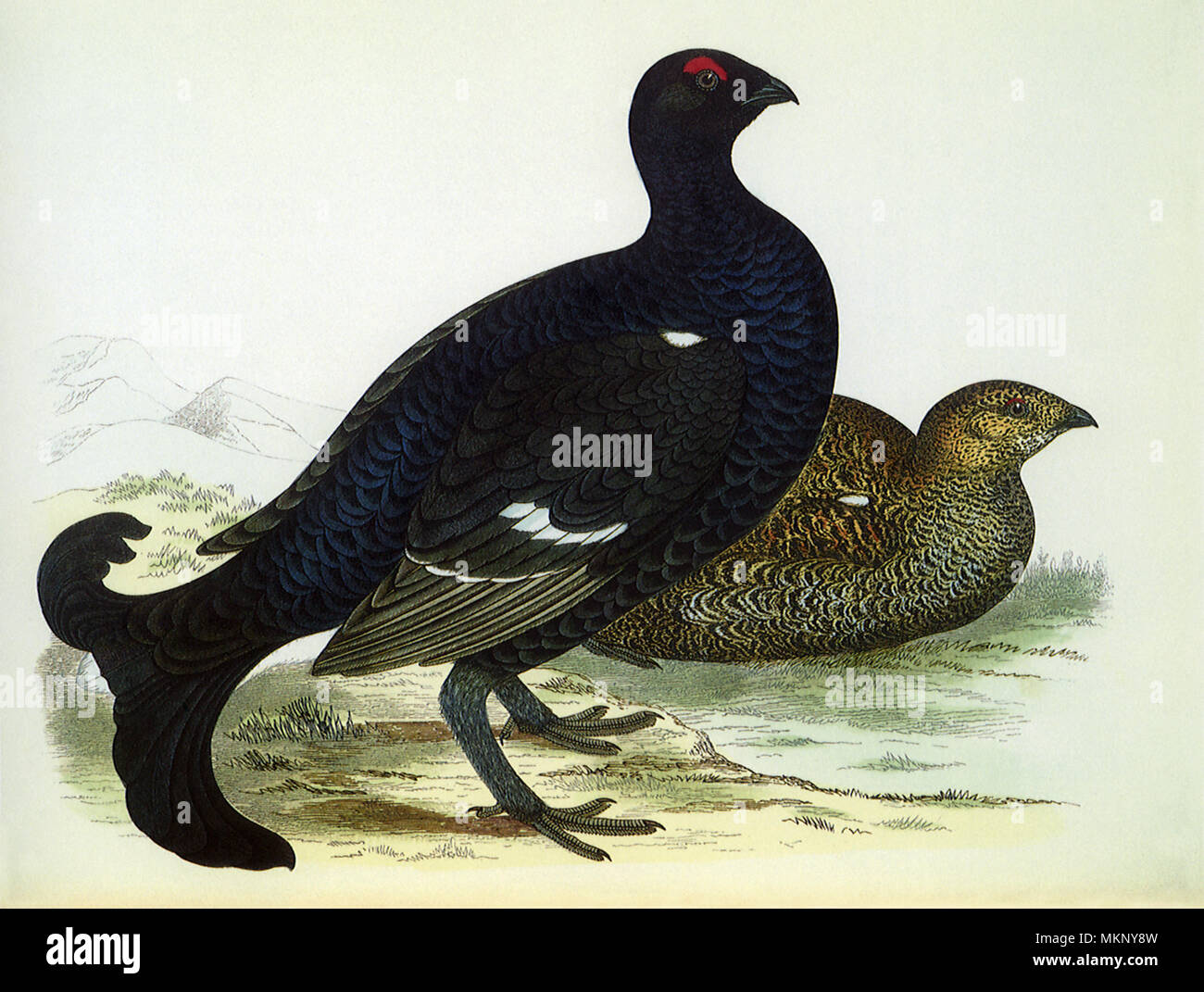 Black Grouses, Tetrao tetrix Stock Photo - Alamy