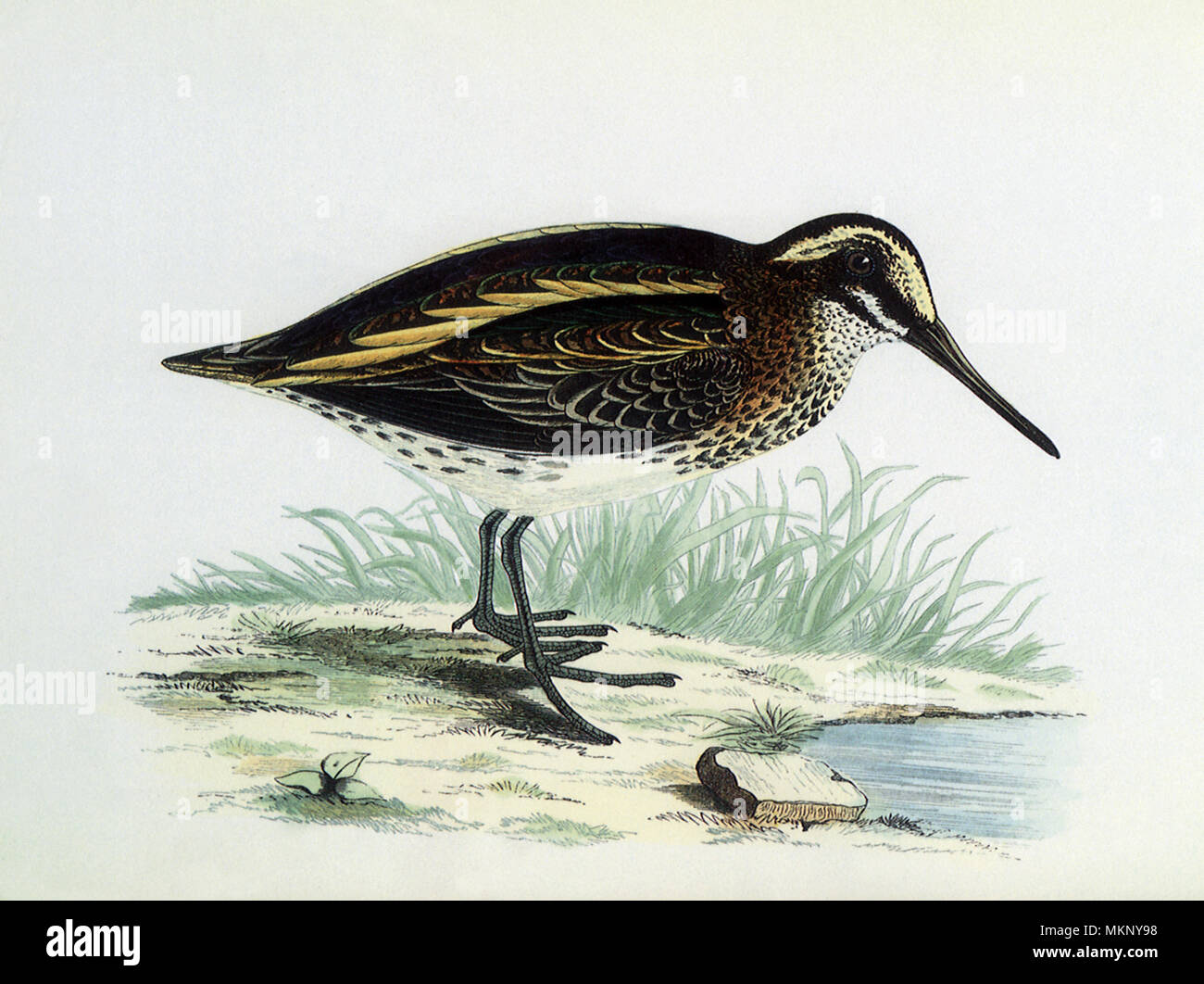 Jack snipe illustration hi-res stock photography and images - Alamy