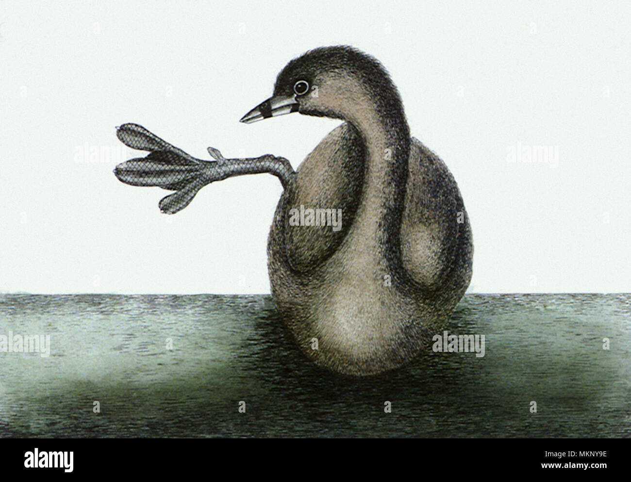 Illustration grebe hi-res stock photography and images - Alamy