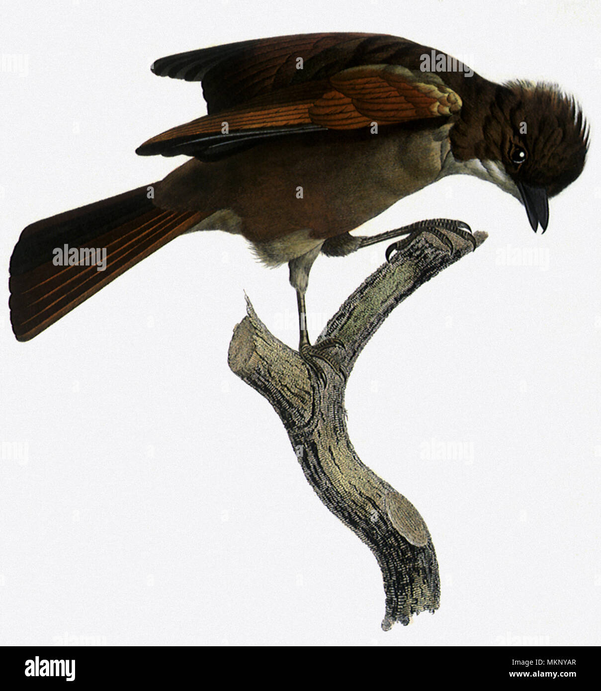 Siberian Jay, Perisoreus infaustus Stock Photo - Alamy