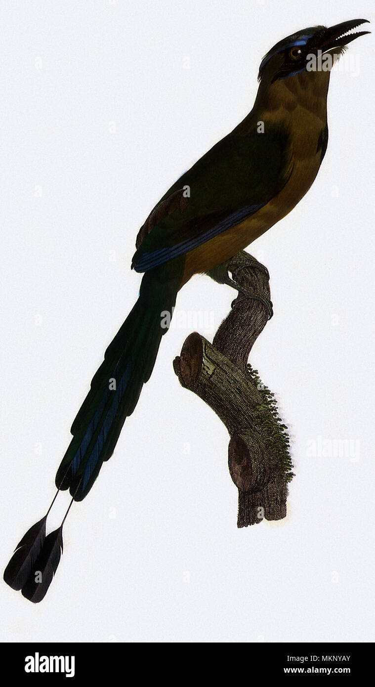 Blue-crowned Motmot, Momotus momota Stock Photo - Alamy
