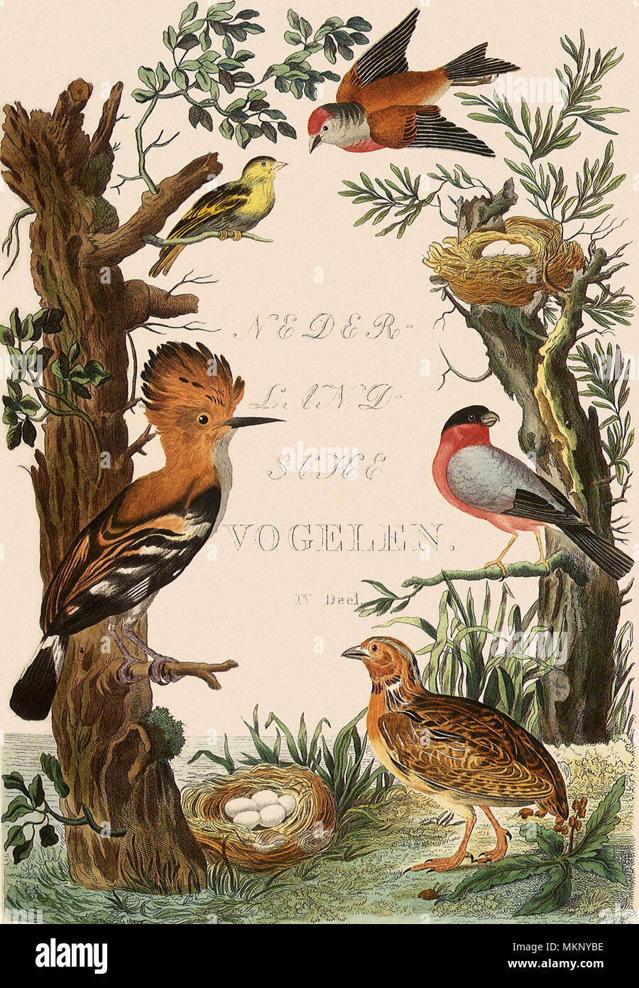 Frontispiece with Assorted Birds Stock Photo - Alamy