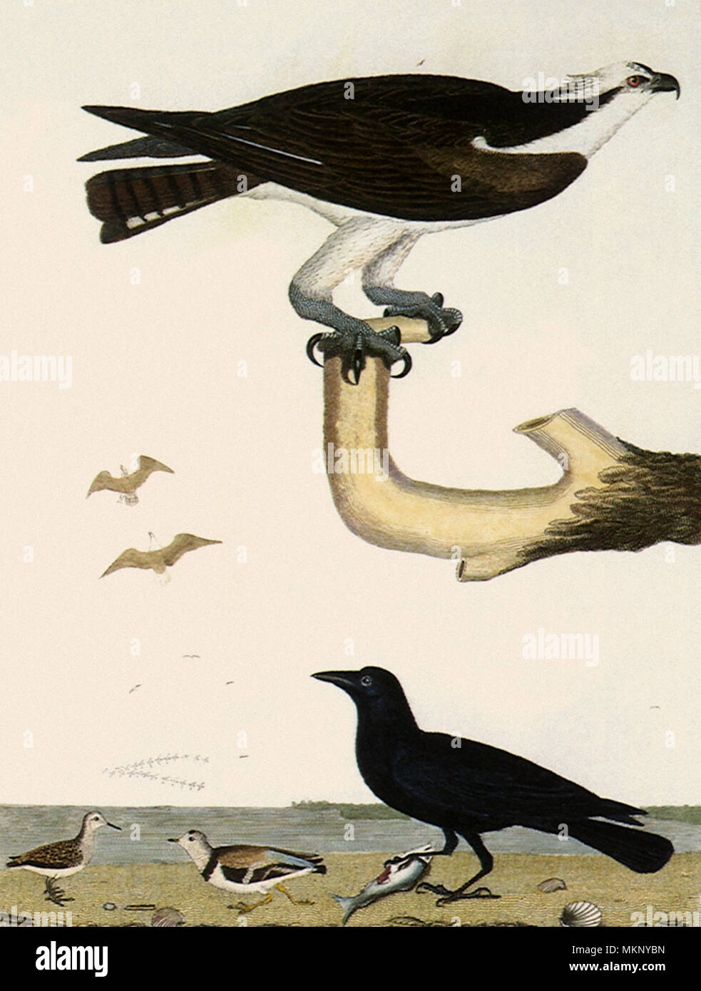 Osprey, Sandpiper, Plover, and Fish Crow Stock Photo - Alamy