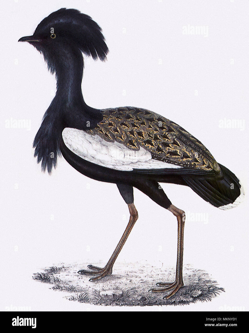 Bengal Florican