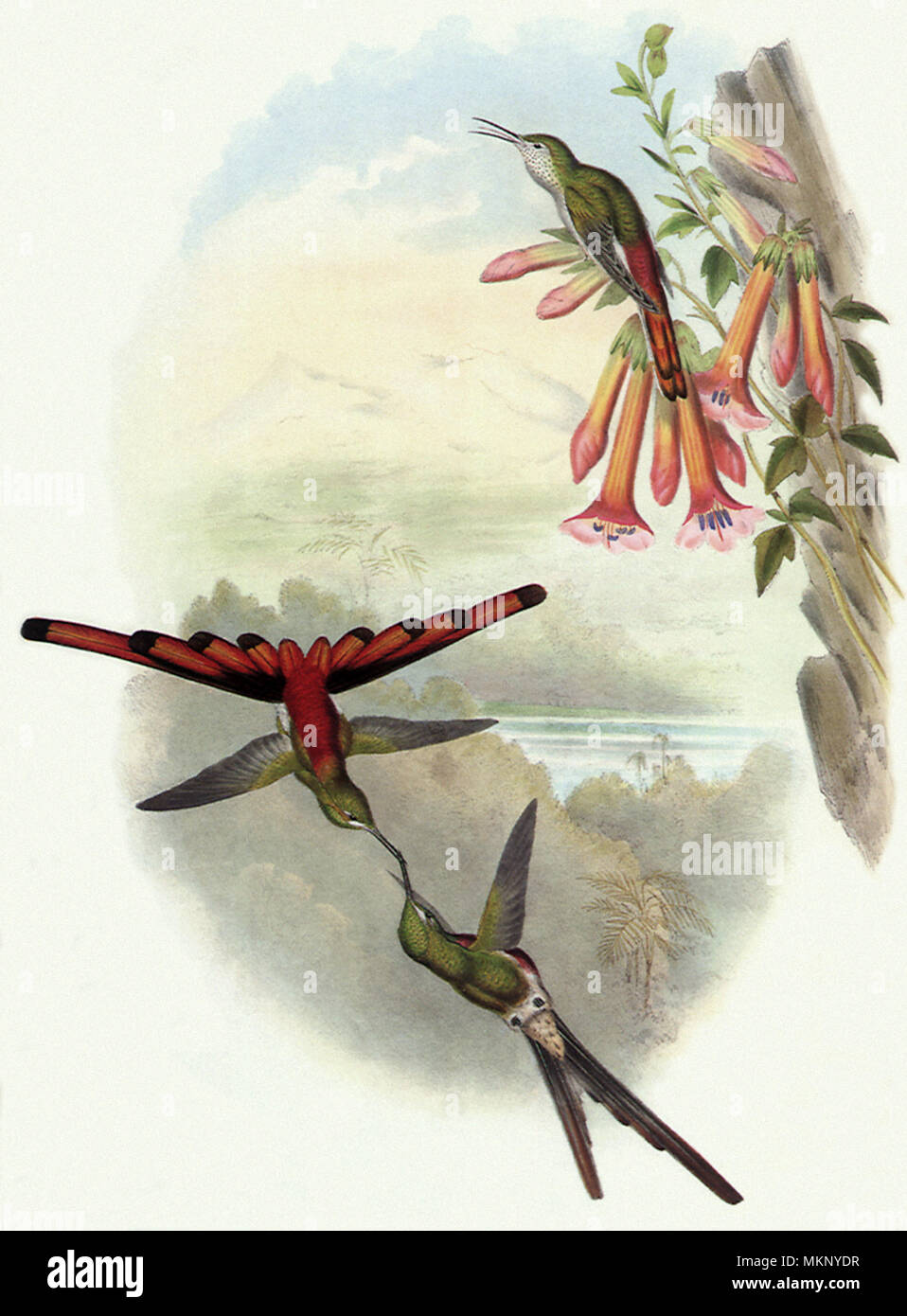 Sparganura hi-res stock photography and images - Alamy