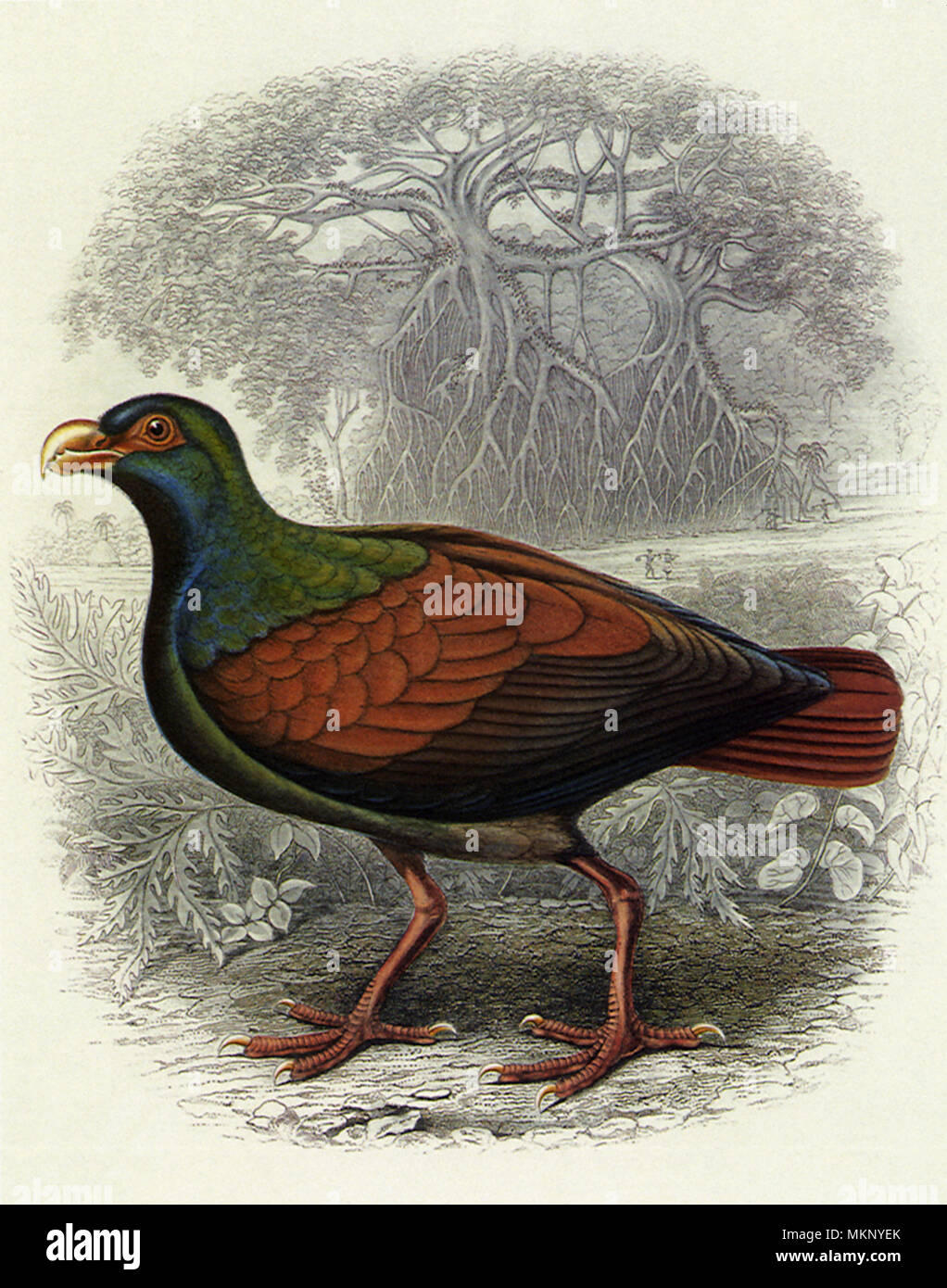 Tooth-billed Pigeon, Didunculus strigirostris Stock Photo - Alamy