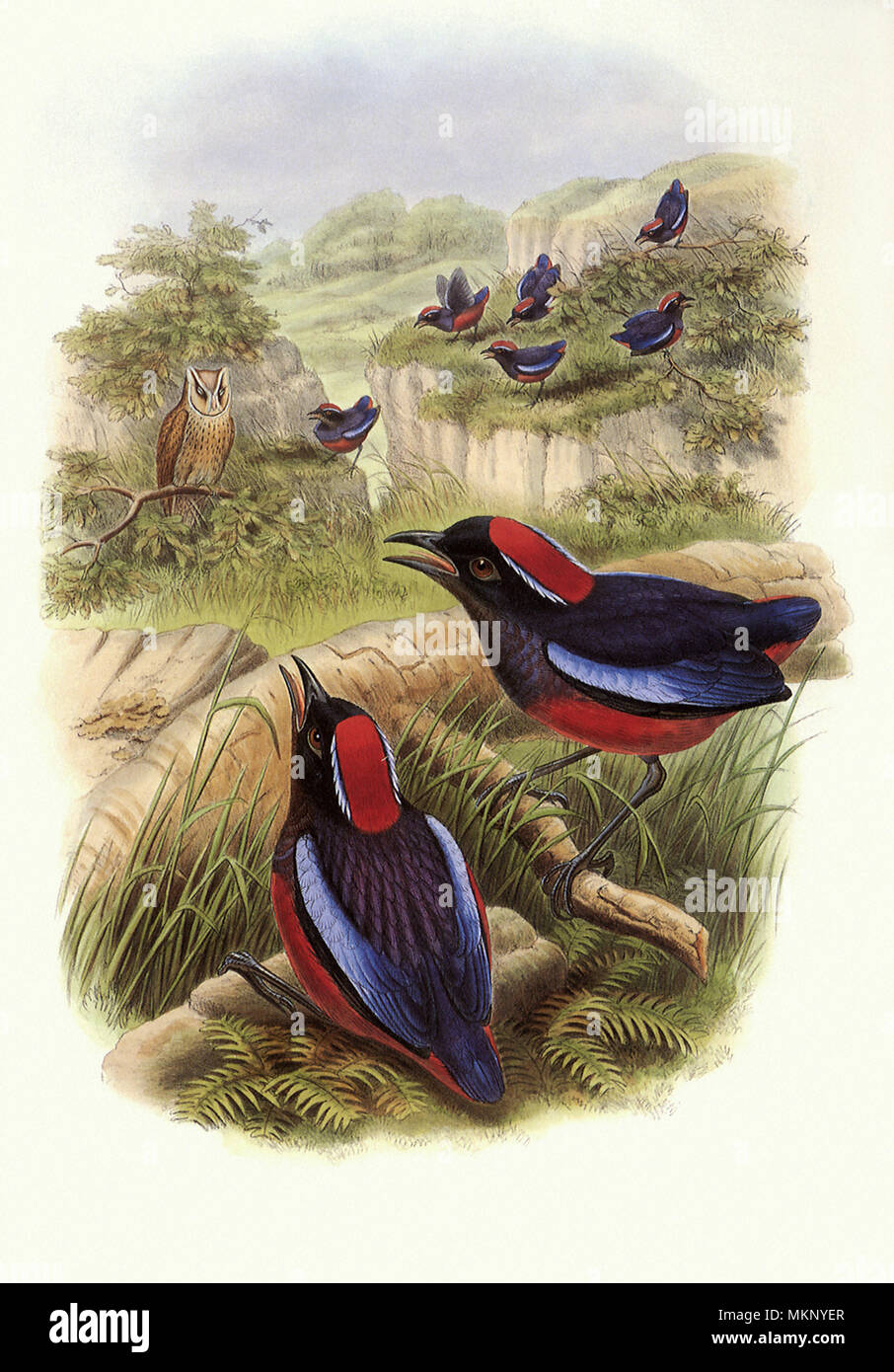 Pitta granatina hi-res stock photography and images - Alamy