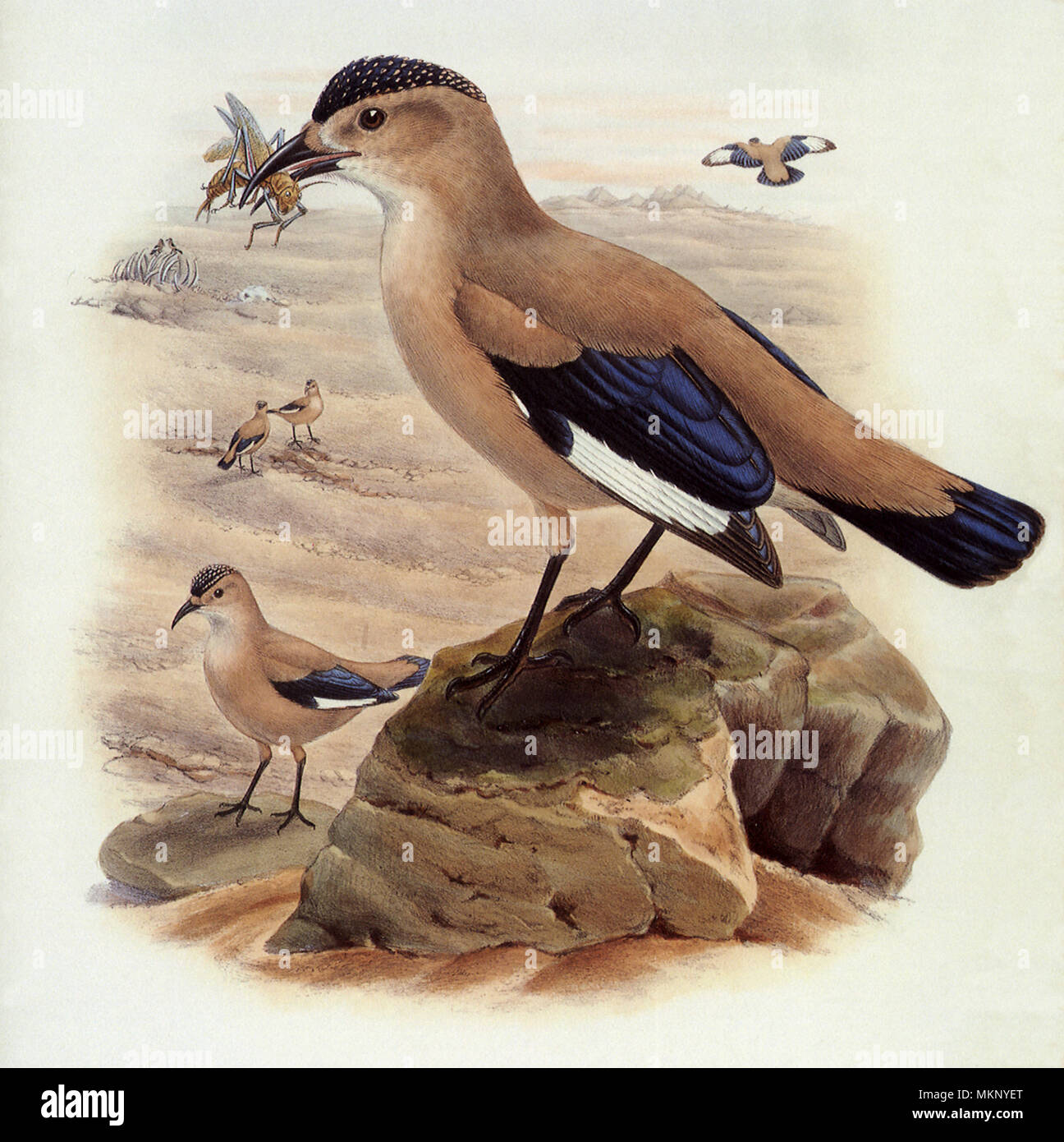 Jays kingdom hi-res stock photography and images - Alamy