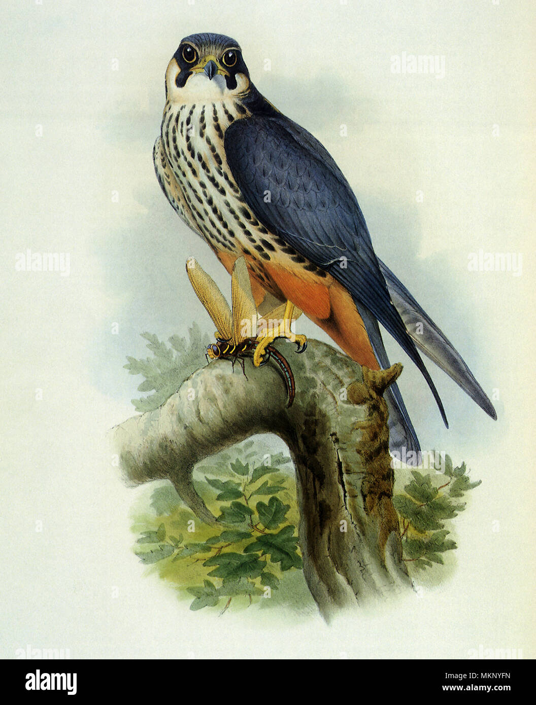 Falco subbuteo illustration hi-res stock photography and images - Alamy