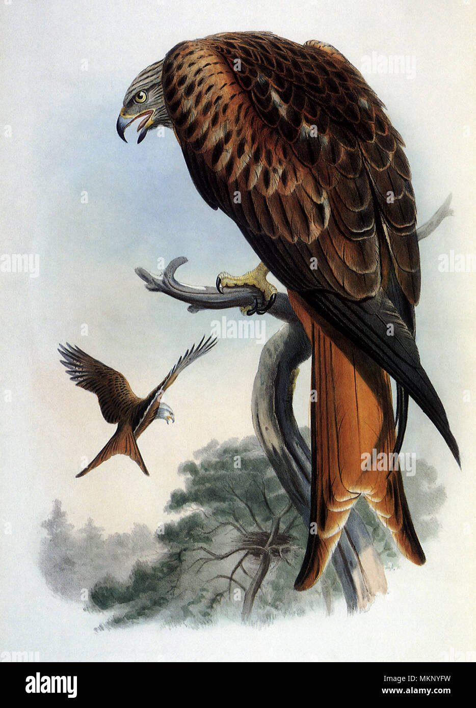 Milvus milvus illustration hi-res stock photography and images - Alamy