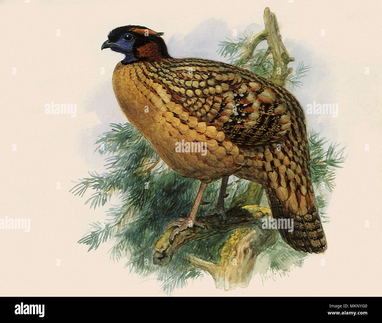 Cabot's Tragopan, Tragopan caboti Stock Photo - Alamy