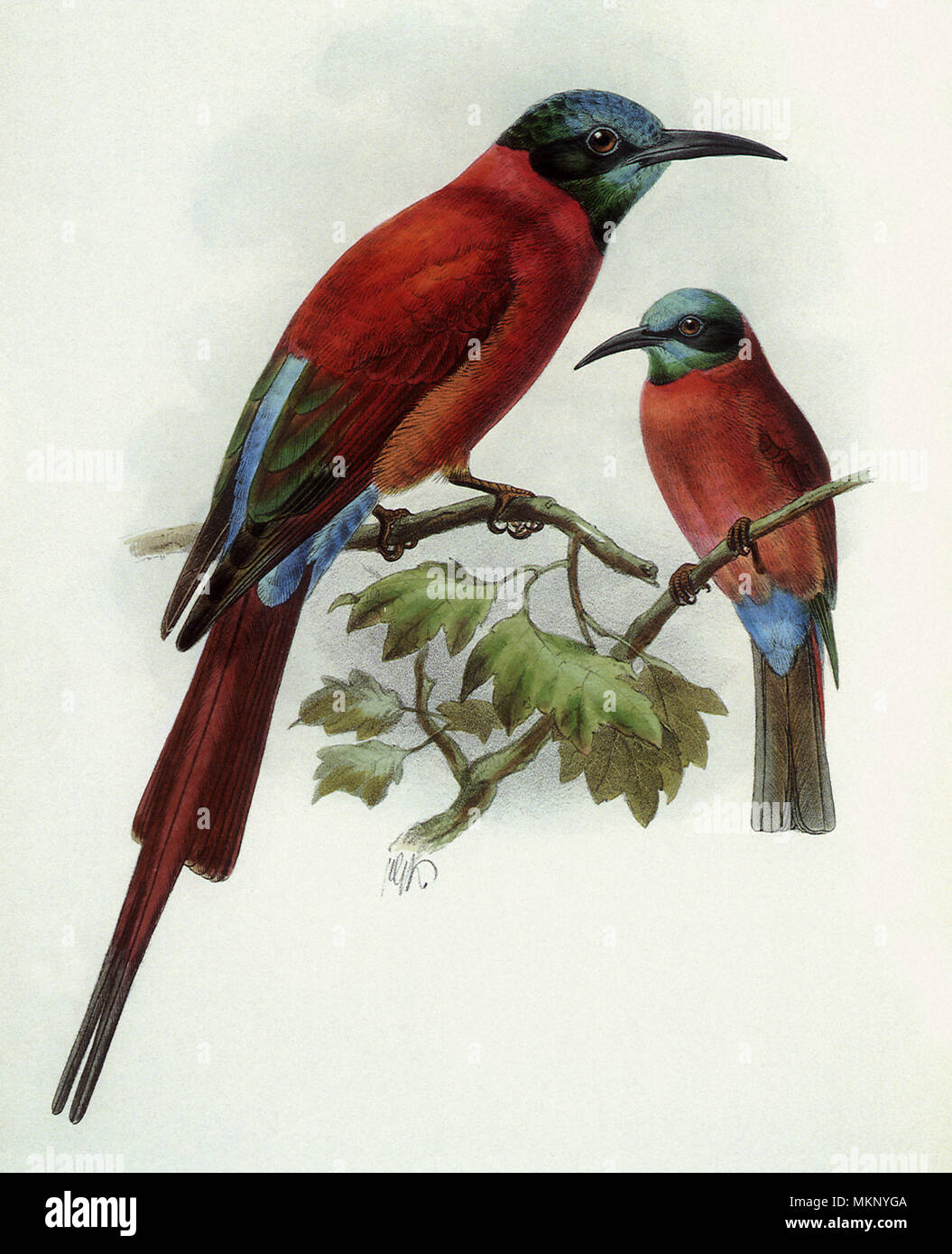 Carmine Bee-eaters, Merops nubicus Stock Photo - Alamy