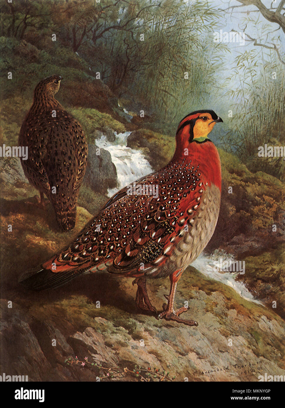 Tragopans hi-res stock photography and images - Alamy