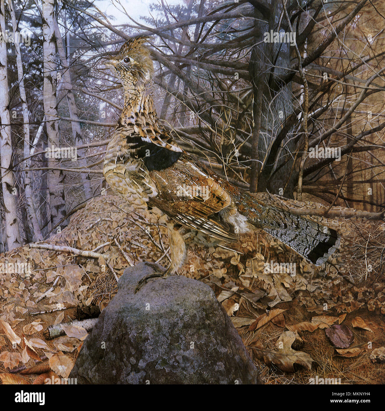 Ruffed Grouse, Bonasa umbellus Stock Photo - Alamy