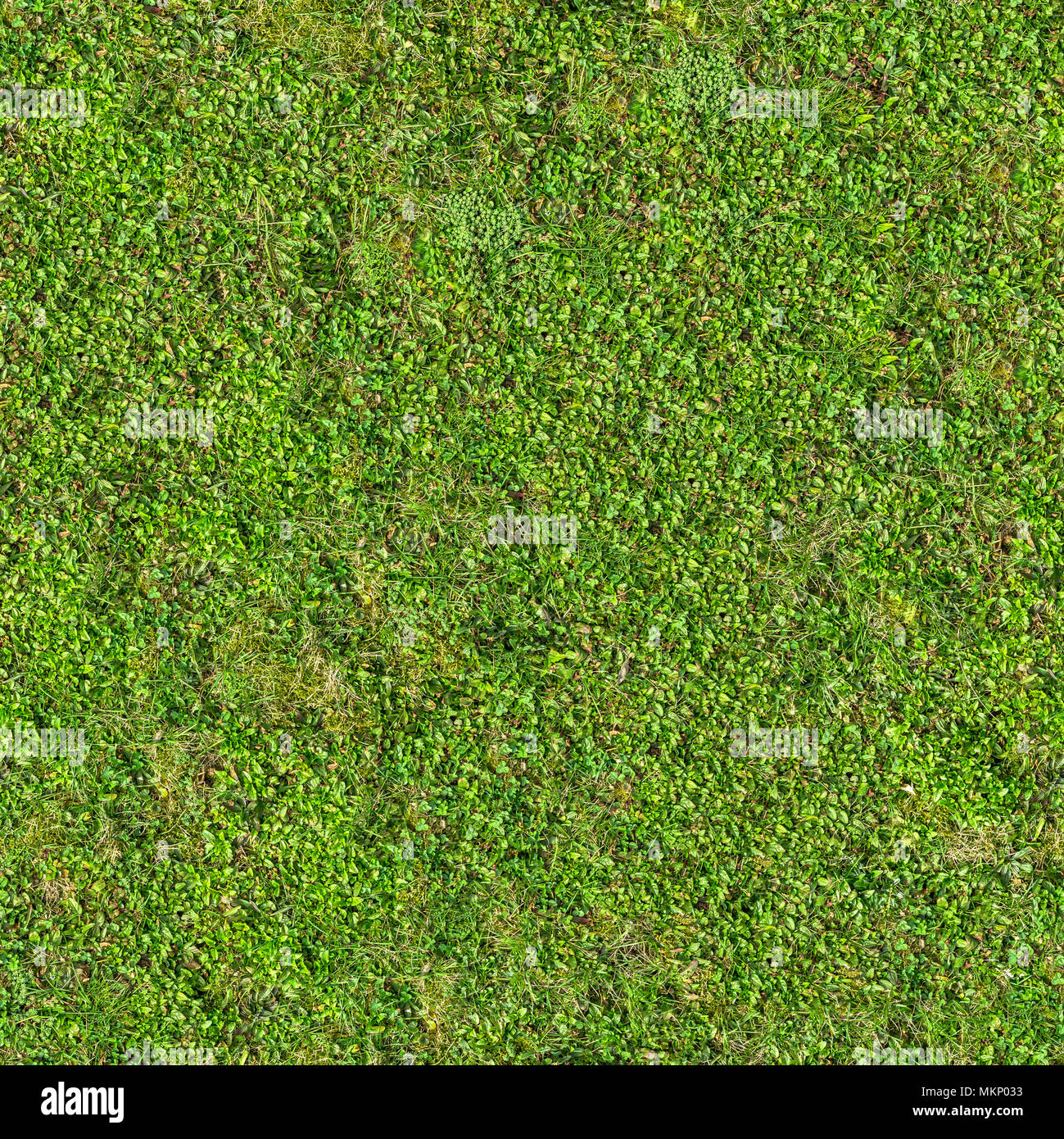 Grass Tile Texture