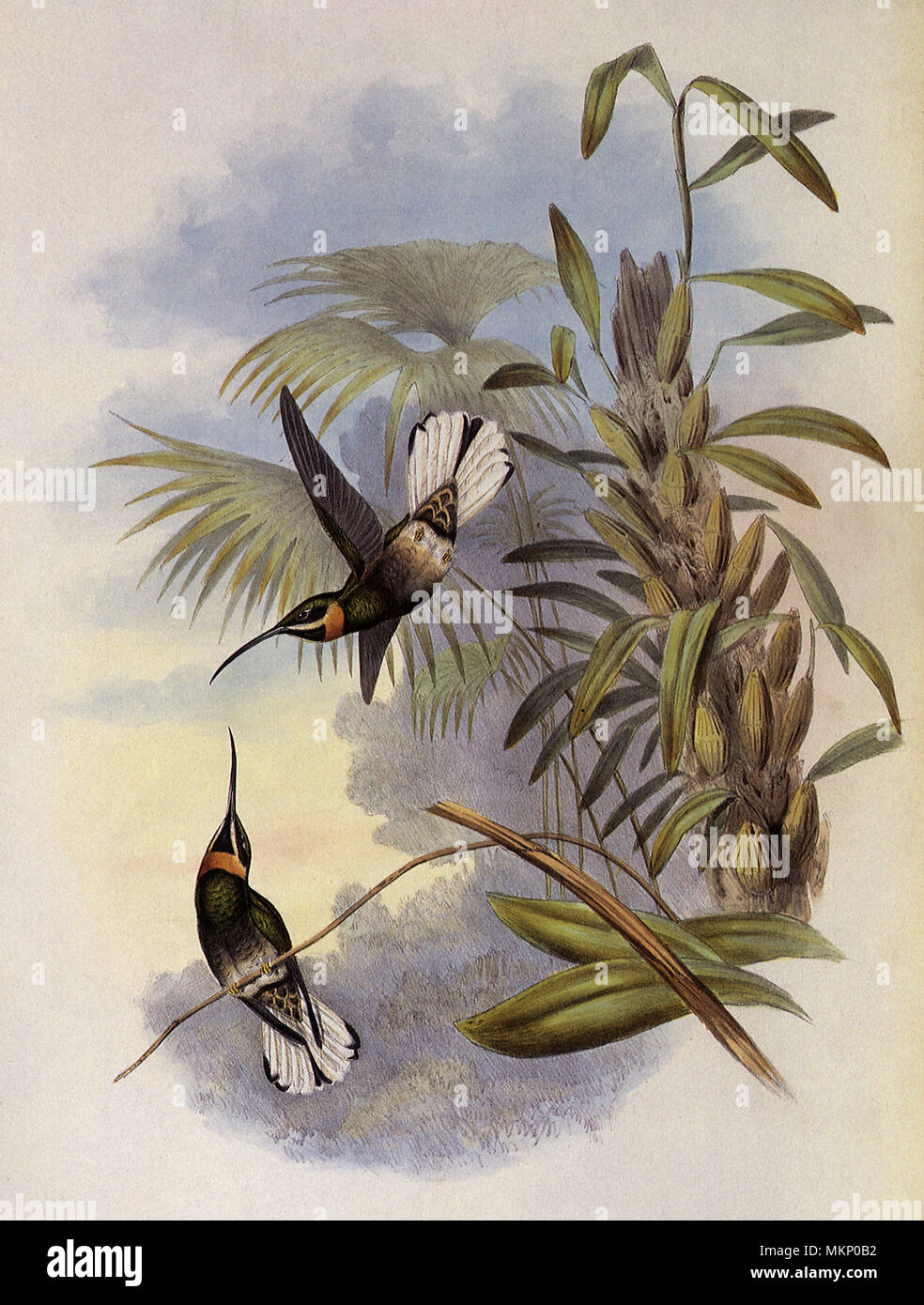 White-Tailed Barbed-Throat, Threnetes Leucurus Stock Photo - Alamy