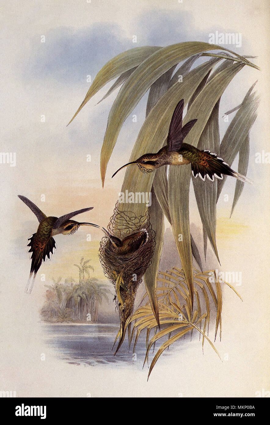 Phaethornis eurynome hi-res stock photography and images - Alamy