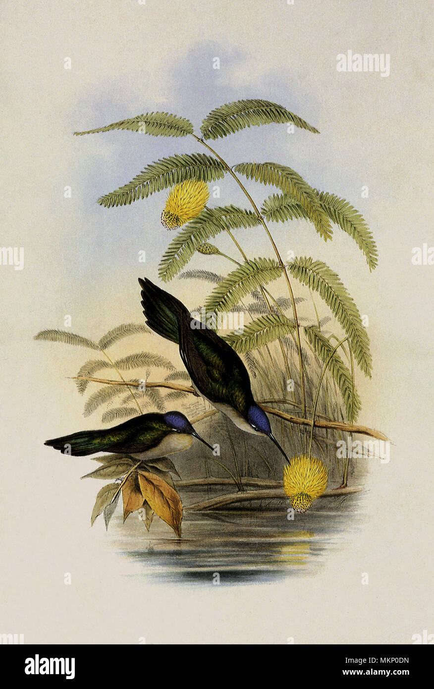 Wedge-Tailed Sabre-Wing, Campylopterus Pampa Stock Photo - Alamy