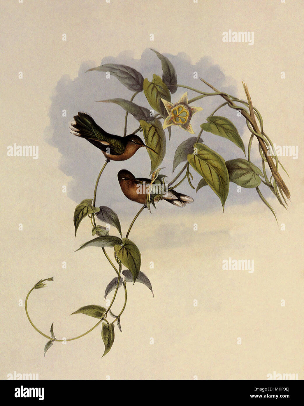 Leucippus hi-res stock photography and images - Alamy