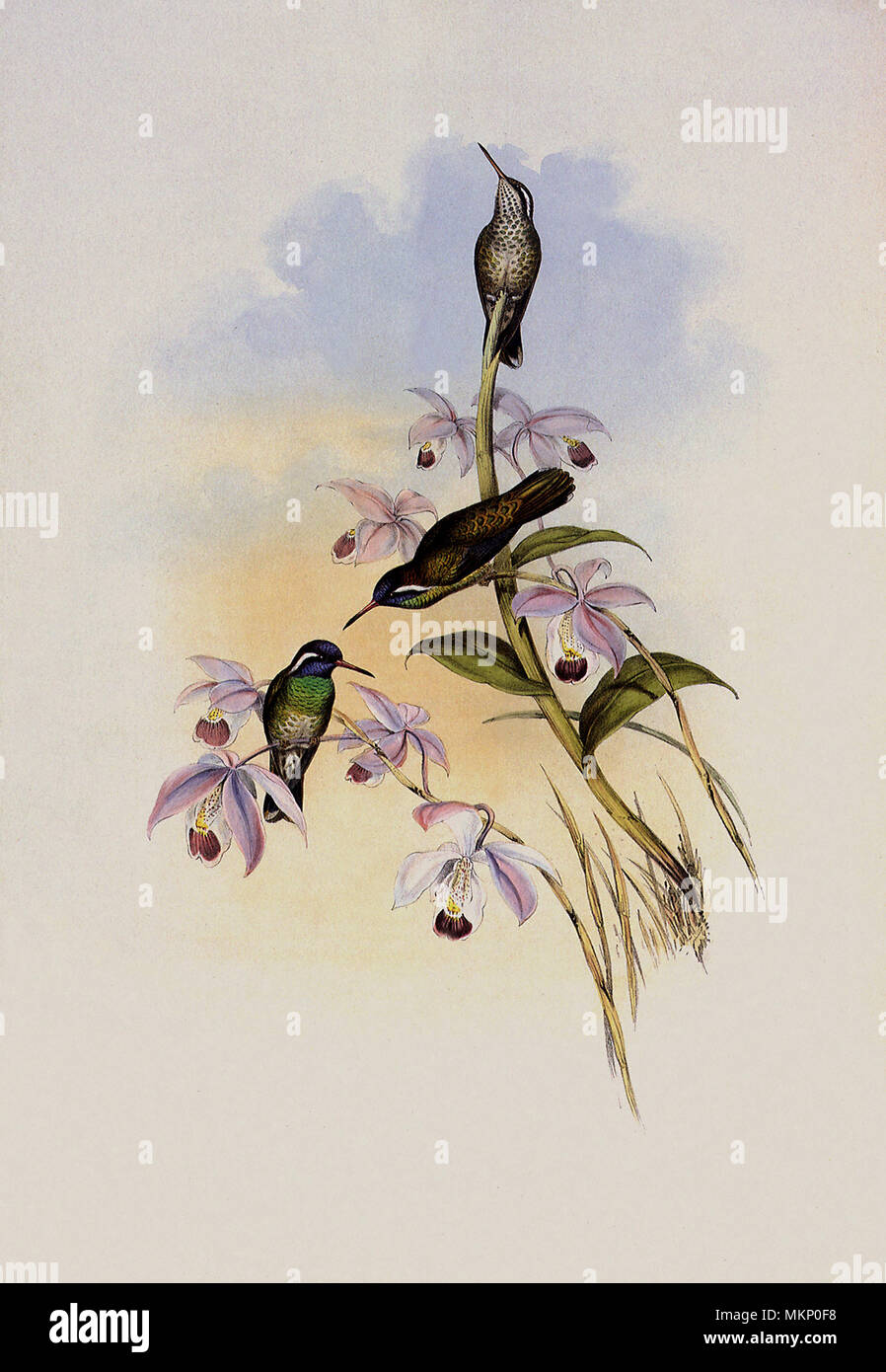Black-Eared Hummingbird, Heliopœdica Melanotis Stock Photo - Alamy
