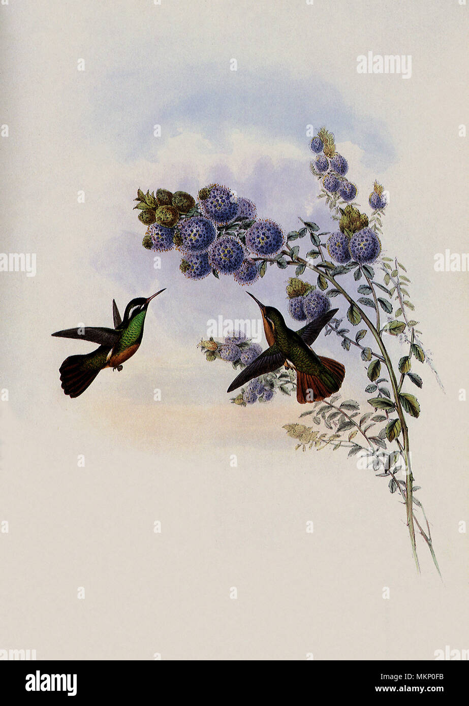 Xantuss hummingbird hi-res stock photography and images - Alamy