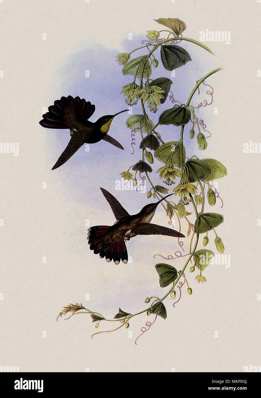 Aurulentus hi-res stock photography and images - Alamy