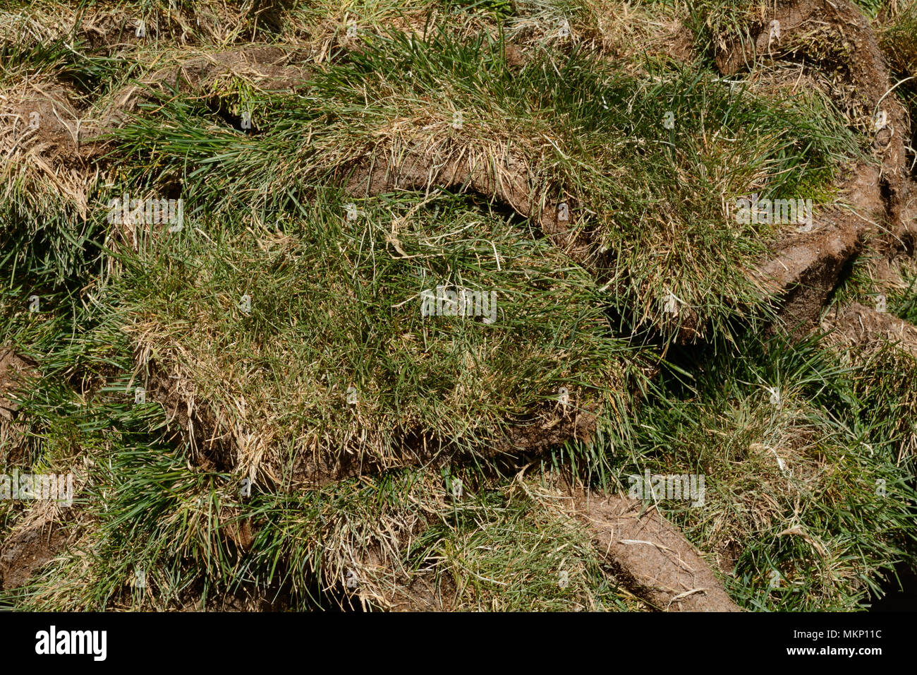 Installing grass hi-res stock photography and images - Alamy